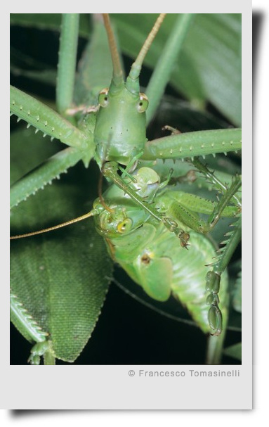 포식성 베짱이 - 사가 페도 : 네이버 블로그