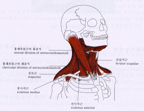목에 있는 근육들 네이버 블로그