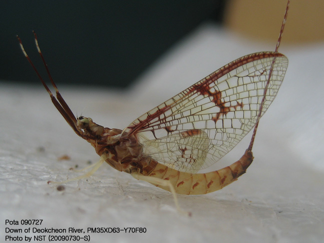 강하루살이(장수하루살이, Rhoenanthus coreanus) : 네이버 블로그