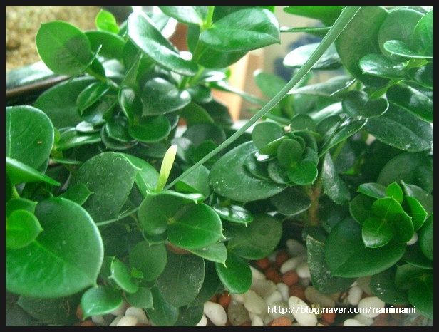 카리샤 자스민 : 네이버 블로그