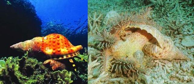 Charonia spp. - Triton's trumpets : 네이버 블로그