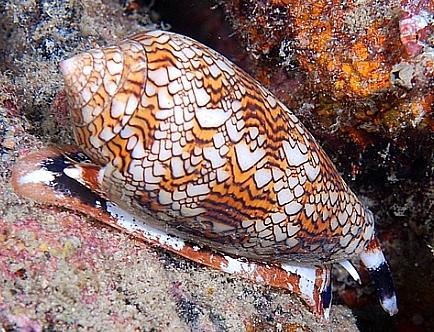 Introduction to Conus Species : 네이버 블로그