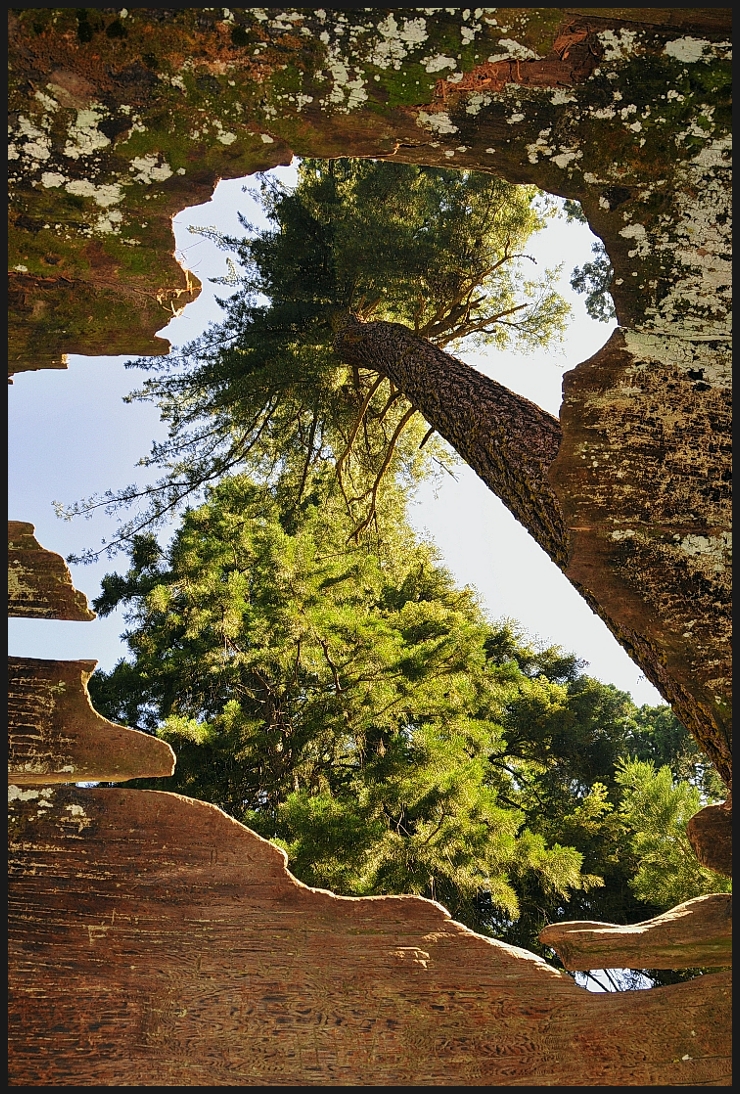 Fallen Monarch Tree - Sequoia National Park ( 쎄쿼이아 국립공원의 나무 - 몰락한 제왕 ...