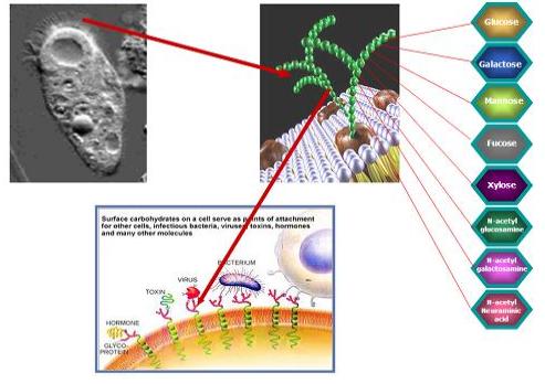 감기바이러스를 차단하는 당영양소(glyconutrients) : 네이버 블로그