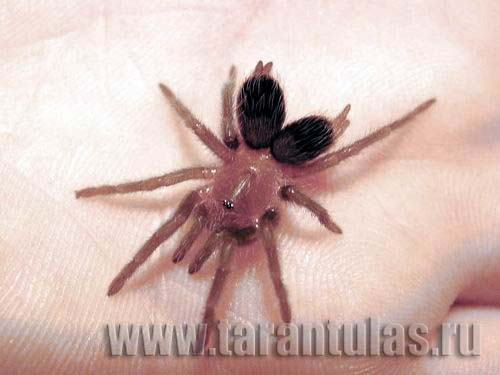 돌연변이 (B.vagans X B.albopilosum) : 네이버 블로그