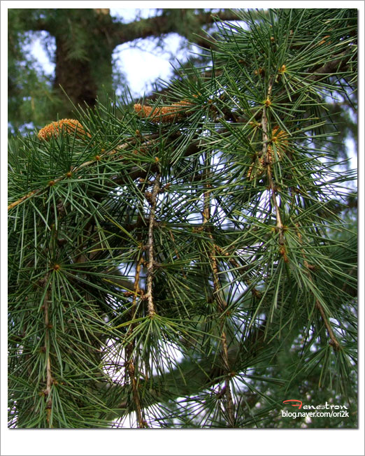 개잎갈나무(Cedrus deodara (Roxb.) Loudon) : 네이버 블로그