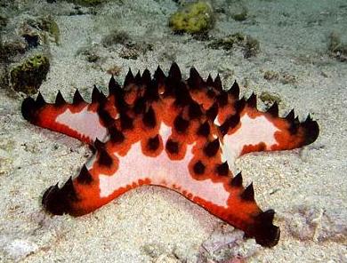 Protoreaster nodosus - Chocolate-chip star, Protoreaster lincki - Red ...