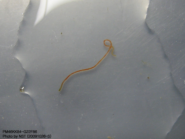 실지렁이붙이(Lumbriculus variegatus (Muller)) - 2급수 실지렁이 : 네이버 블로그