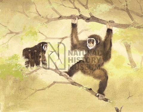 덴드로피테쿠스(Dendropithecus) : 네이버 블로그