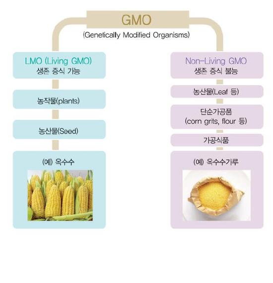 GMO와 LMO의 차이점 : 네이버 블로그