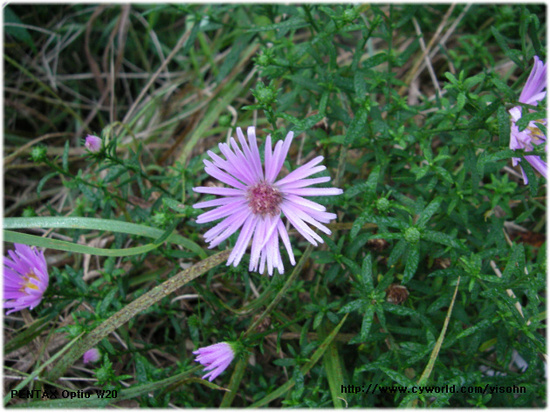 숙근과꽃 : 네이버 블로그