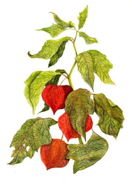 Lynne K. Railsback : 네이버 블로그