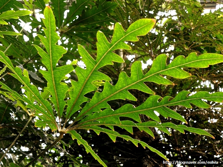 아랄리아(False aralia) - Schefflera elegantissima, Dizygotheca ...