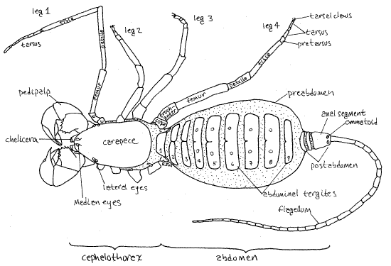6. 미갈목 (Order Uropygi) : 네이버 블로그