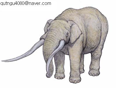 쿠비에로니우스(Cuvieronius)-상아가 꼬인 코끼리- : 네이버 블로그