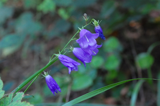 당잔대(사삼, 沙蔘), Adenophora stricta MIQ. : 네이버 블로그