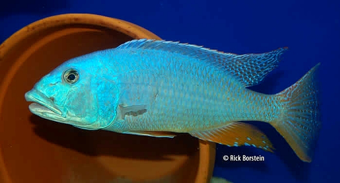 Aristochromis Christyi : 네이버 블로그