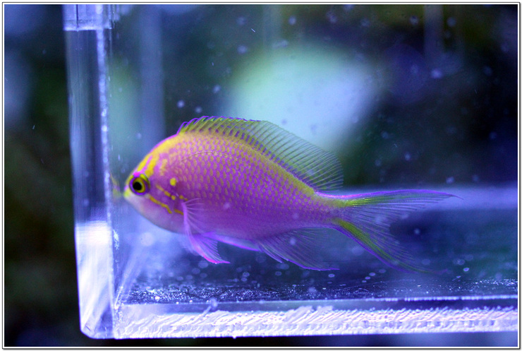 썬버스트 안티아스(Fathead Sunburst Anthias) : 네이버 블로그