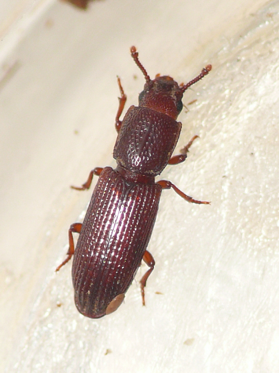 Pycnomerus reflexus (Say, 1825) : 네이버 블로그