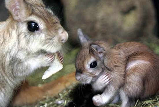 날쥐 [spring hare / spring haas] / 뜀토끼 : 네이버 블로그