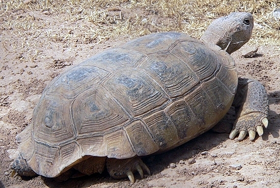 볼손땅거북 [Bolson Tortoise] : 네이버 블로그