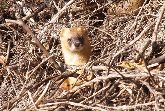 일본족제비 [Japanese Weasel] : 네이버 블로그