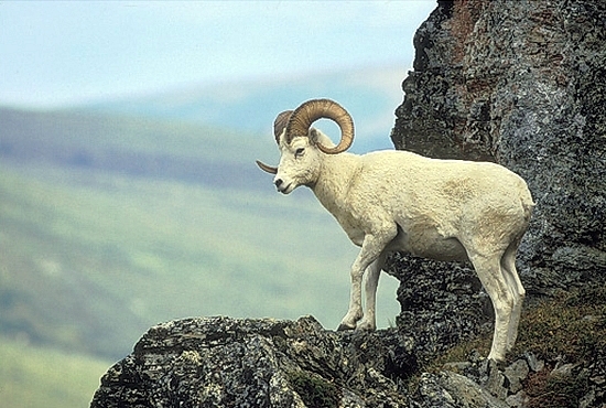 돌산양 [Dall's sheep] : 네이버 블로그