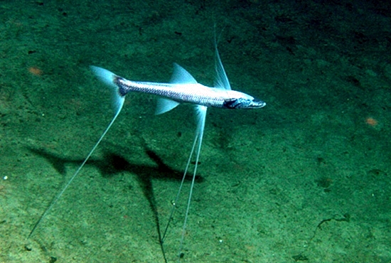 삼발이고기 [tripod fish] : 네이버 블로그