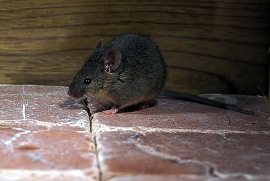 생쥐 [mouse / house mouse] : 네이버 블로그
