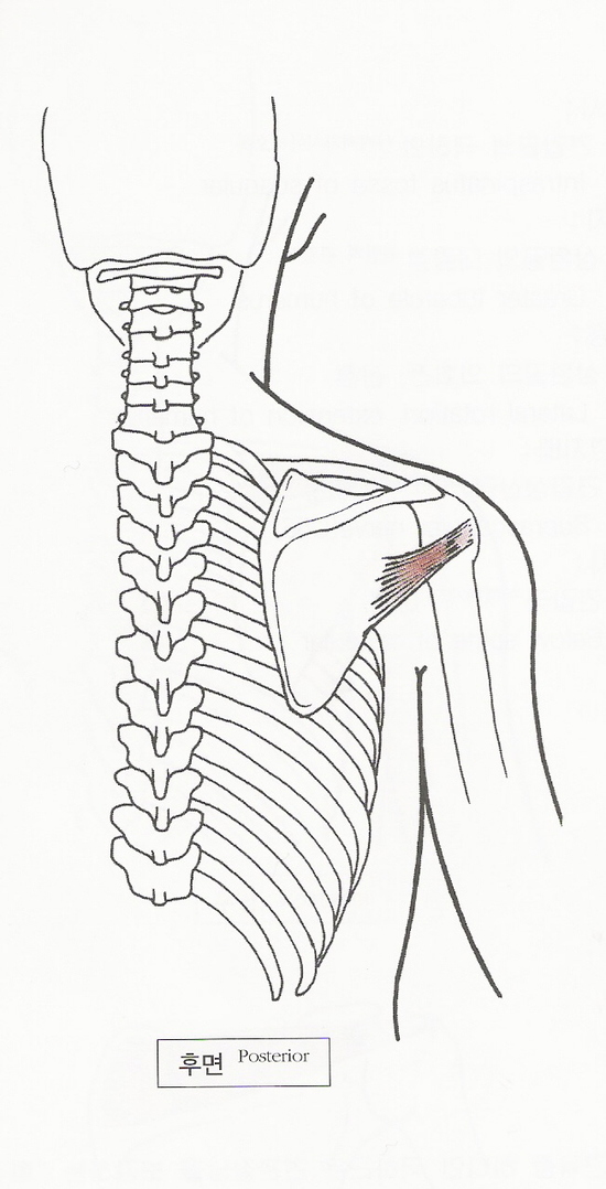 소원근teres Minor Muscle 네이버 블로그