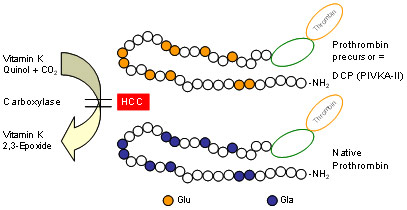 원발성간암 표지자 PIVKA-II (DCP), AFP, AFP-L3 : 네이버 블로그