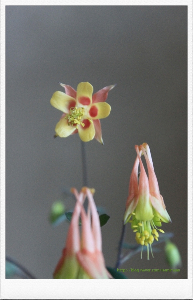 호주매발톱, 액시아,애끼시아,은행잎조팝,소주조팝,아주가,토끼싸리 : 네이버 블로그