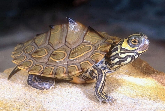 알라바마지도거북 [Alabama map turtle] : 네이버 블로그