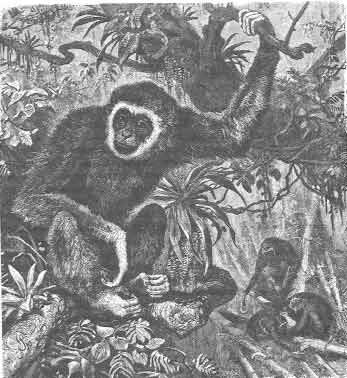 빅토리아피테쿠스(Victoriapithecus macinnesi) : 네이버 블로그