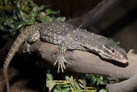 티모르왕도마뱀 [Timor monitor] : 네이버 블로그