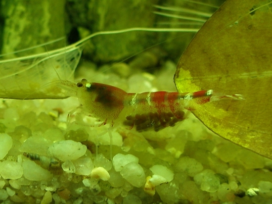 Crystal red shrimp(CRS,Red Bee Shrimp) : 네이버 블로그