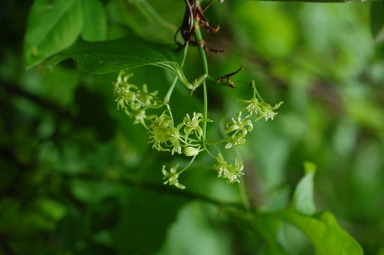 청가시덩굴(점어수, 粘魚鬚), Smilax sieboldii Miq. for. sieboldii : 네이버 블로그