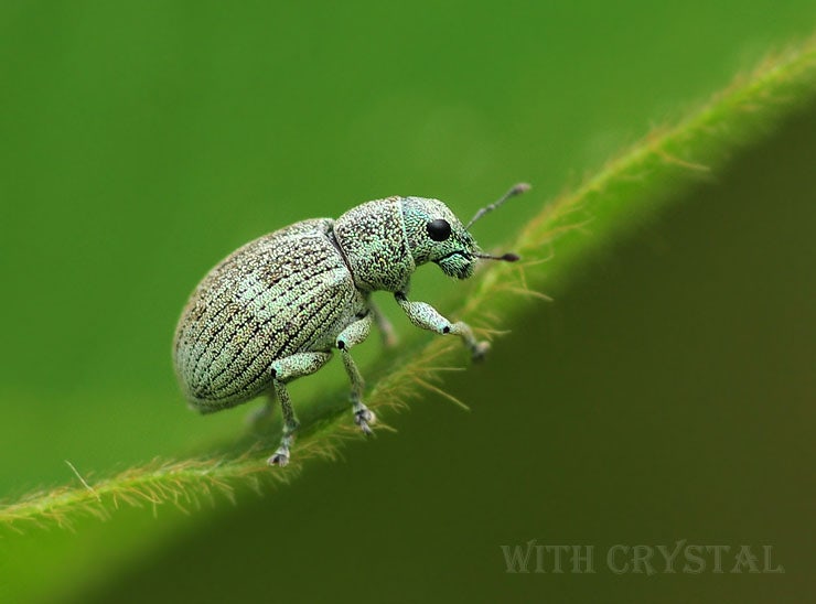 쌍무늬바구미(2010년) - Eugnathus distinctus : 네이버 블로그