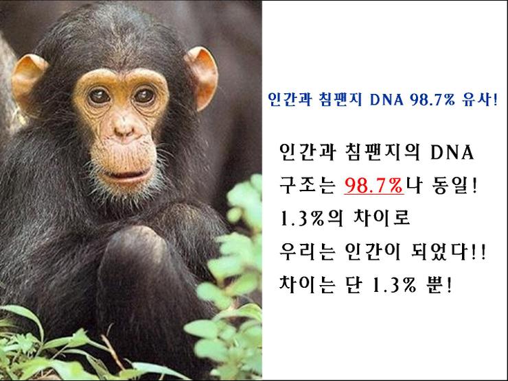 인간과 침팬지 DNA 98.7% 유사! : 네이버 블로그