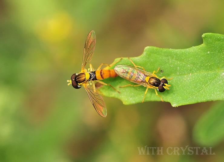 꼬마꽃등에 짝짓기 - Sphaerophoria menthastri : 네이버 블로그