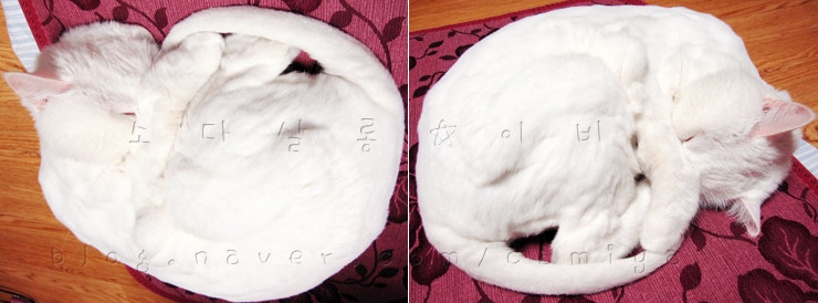 닮았소다 : 네이버 블로그