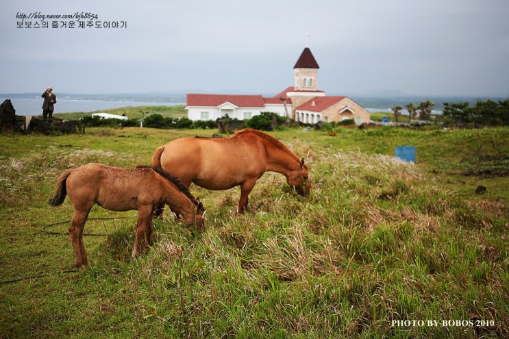 제주도여행 휘닉스아일랜드 섭지코지글라스하우스지니어스로사이 아고라 클럽까지 환상의 관광코스 둘러보기 네이버 블로그