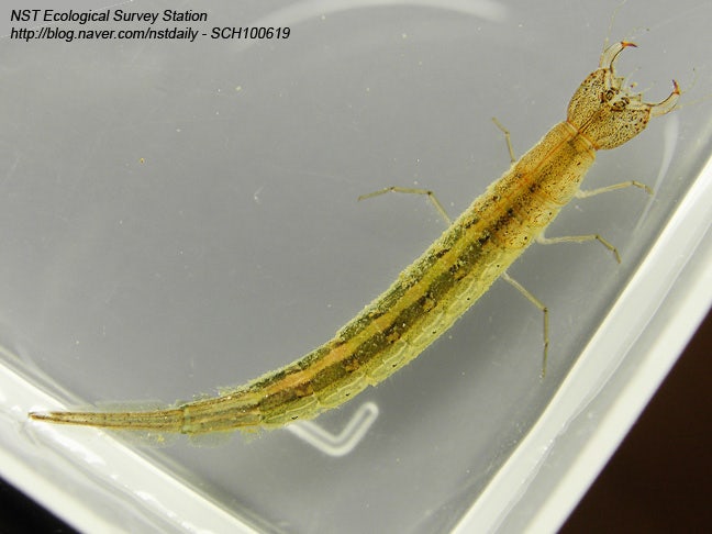 물방개(Cybister japonicus Sharp) - 유충 : 네이버 블로그