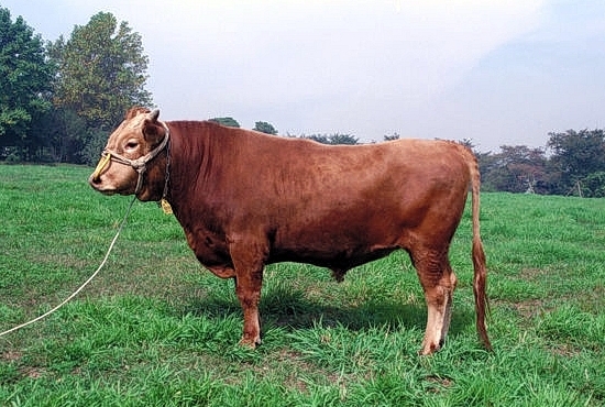 한우 [Korean cow / Korean native cattle] : 네이버 블로그