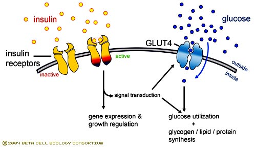 인슐린 수용체 (insulin receptor) : 네이버 블로그