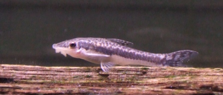 골든 오토(Golden Otto, Macrotocinclus affinis, Otocinclus affinis) : 네이버 블로그