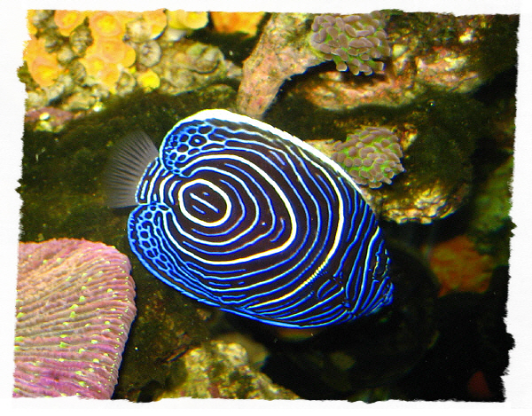 임페리얼 엔젤유어(Emperor Angel) : 네이버 블로그