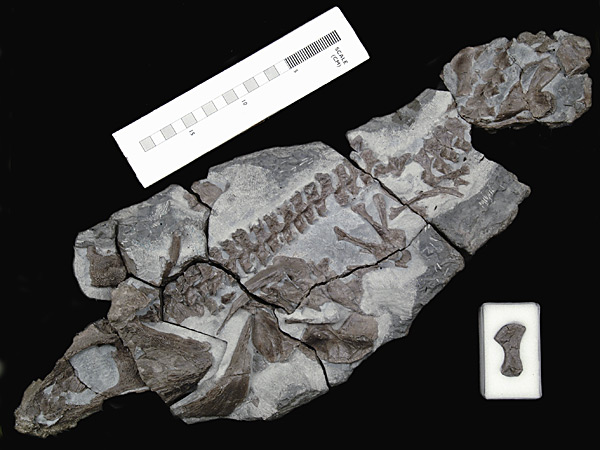 페데르페스(Pederpes) : 네이버 블로그