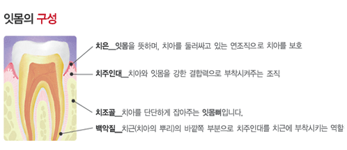 잇몸약(잇몸치료제)- 이가탄 VS 인사돌 : 네이버 블로그