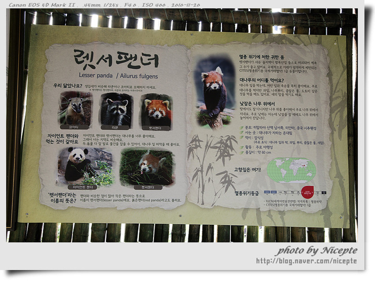 렛서팬더(lesser panda) : 네이버 블로그